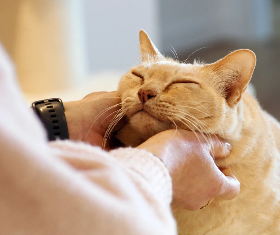 Raw Meow Merch – Raw Meow Pty Ltd