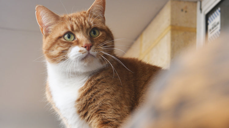 Bundles & Bulk Discounts – Raw Meow Pty Ltd