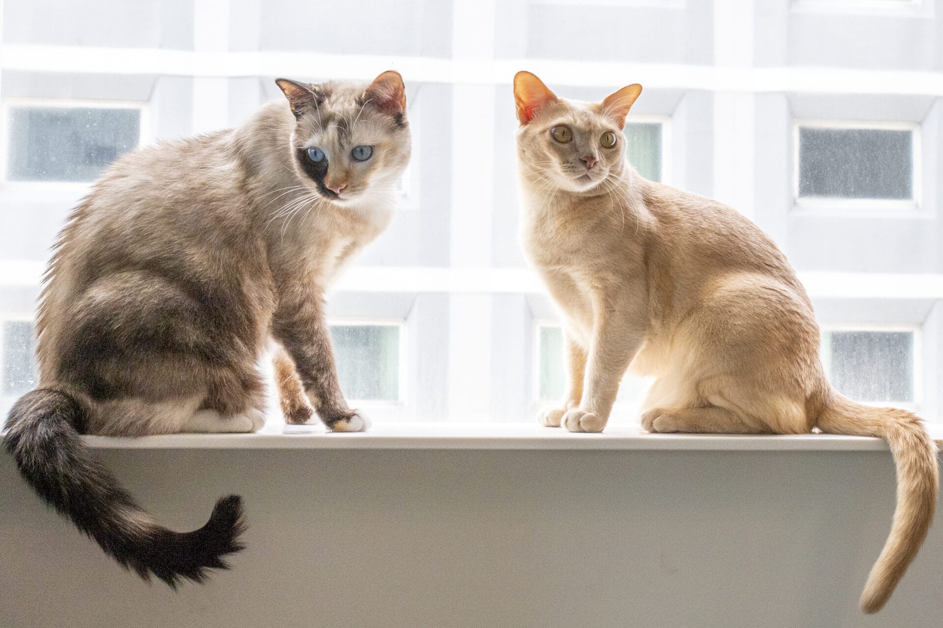 Stockists – Raw Meow Pty Ltd